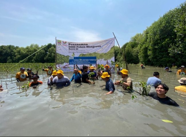PT. NIPPISUN INDONESIA MENANAM MANGROVE DI MUARAGEMBONG KETIGA KALINYA ...